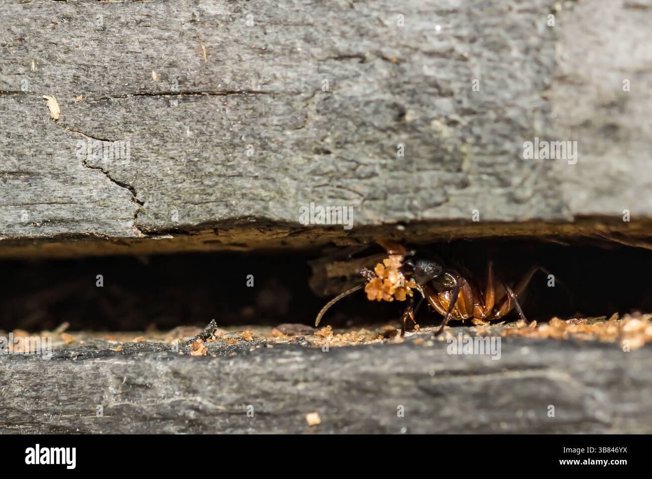 A Carpenter Ant removing frass from within its colony Stock Photo - Alamy