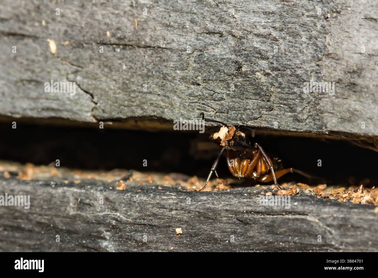 A Carpenter Ant removing frass from within its colony Stock Photo - Alamy