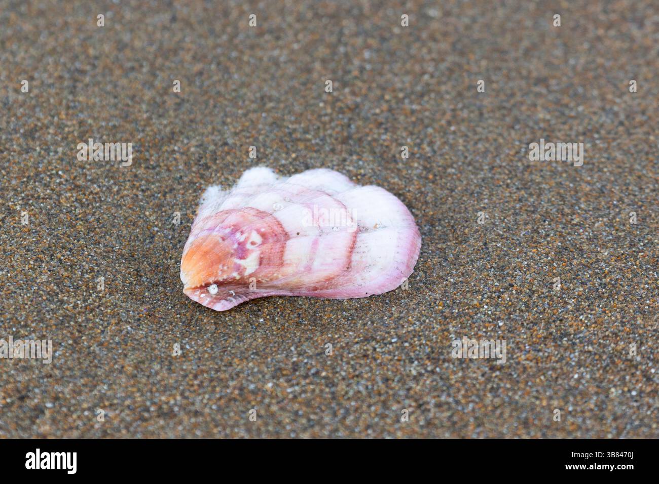 Open shell seashell lies hi-res stock photography and images - Alamy