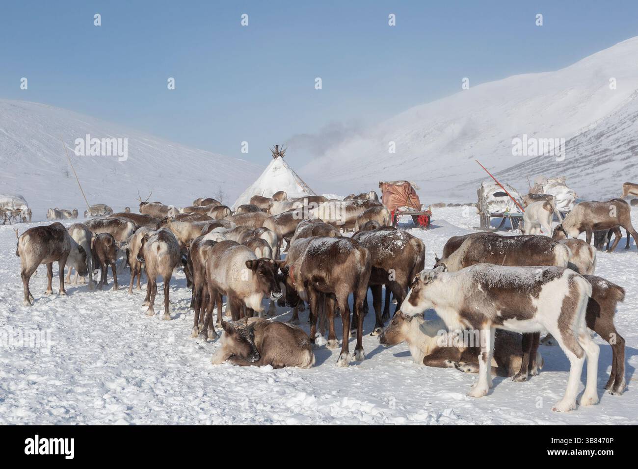 large herd of reindeers in winter, Yamal, Russia Stock Photo - Alamy