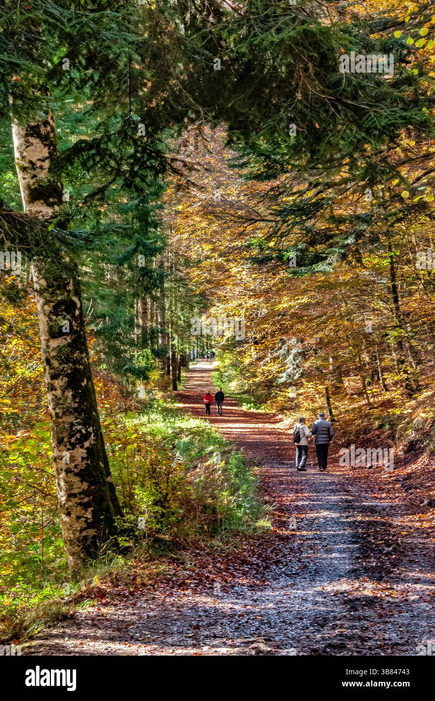 Paths in the Irati Forest, Navarre, Spain. November 2021 Stock Photo ...
