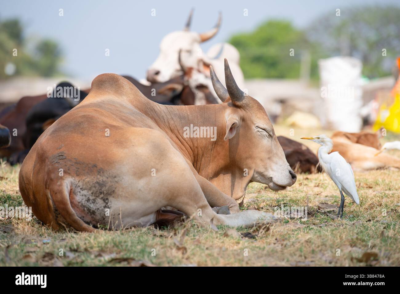 Commensalism, symbiotic relationship between sacred cow and cattle heron in India, symbiosis ...