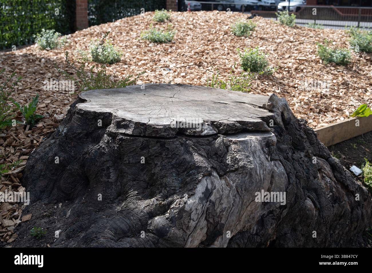 The stump of a former glorious tree. Another huge veteran tree has been ...