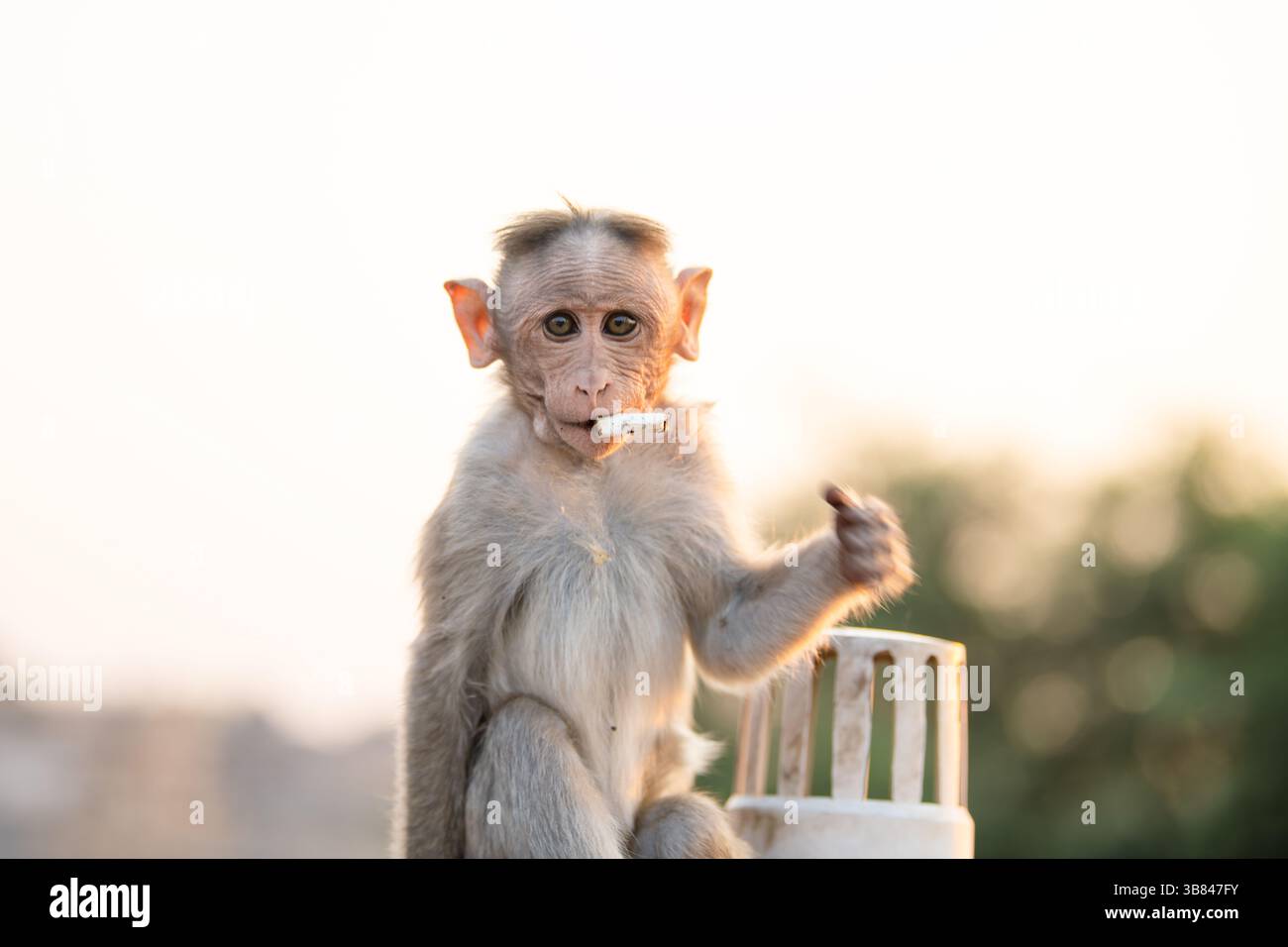 Barbary macaque ape, rhesus monkey smoking a cigarette, wildlife and ...