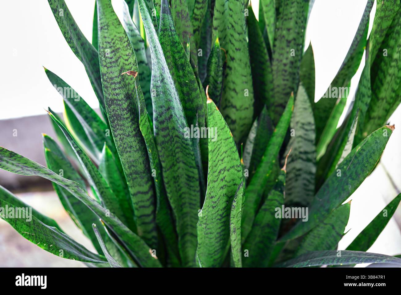 Sansevieria Trifasciata or snake plant growing in potted plant Stock ...