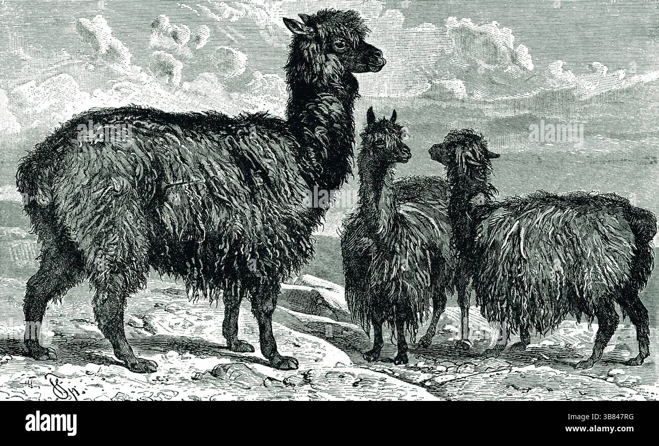 THE ALPACA ( Auchenia paco ) - Peruvian Alpaca Herd Engraving on Andean ...