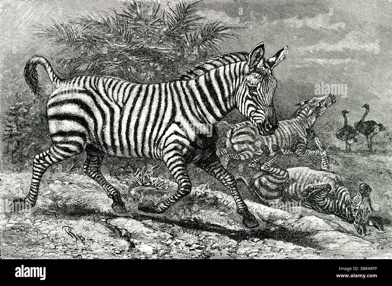 THE ZEBRA ( Equus zebra ) - Running Zebra Herd Engraving on African ...