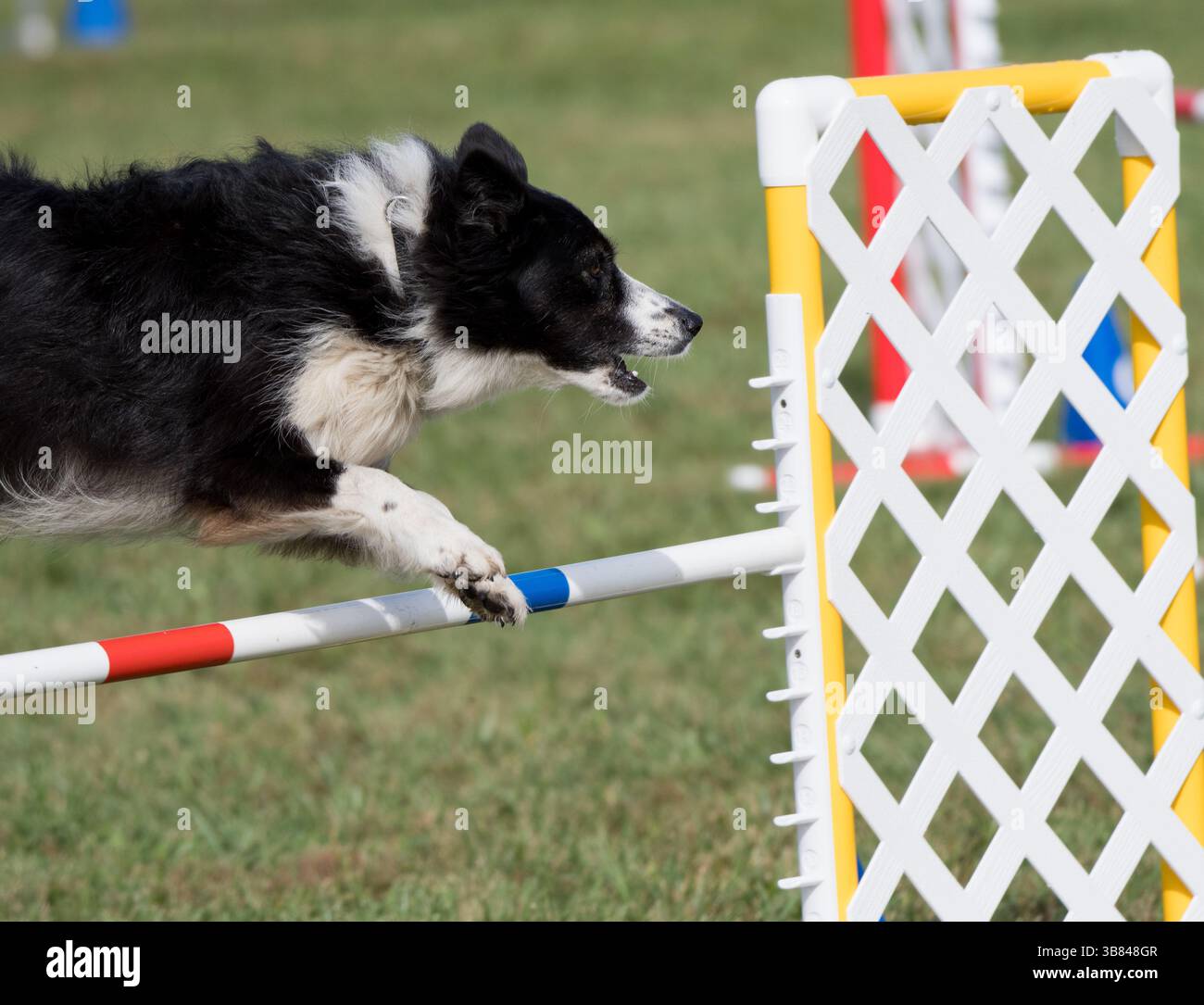Border Collie leaping up to clear a hurdle Stock Photo - Alamy
