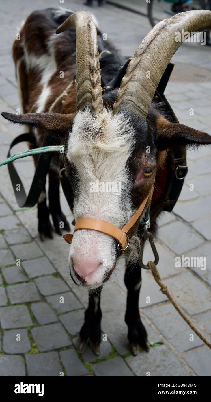 Goat parade hi-res stock photography and images - Alamy