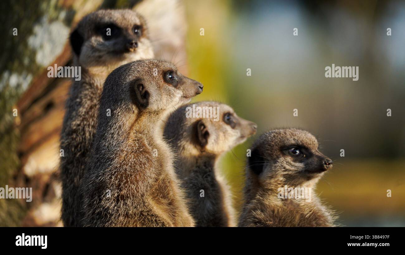 Meerkats standing on hind legs in a watchful pose, demonstrating their ...