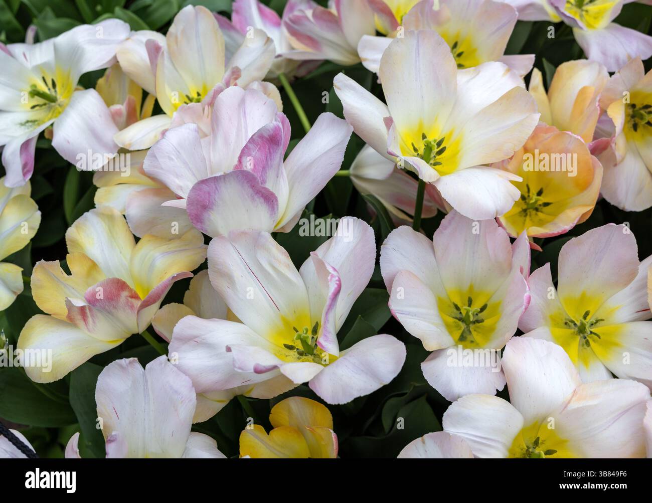 Colorful Tulip called Kunyun. Darwin hybrid group. Tulips are divided ...