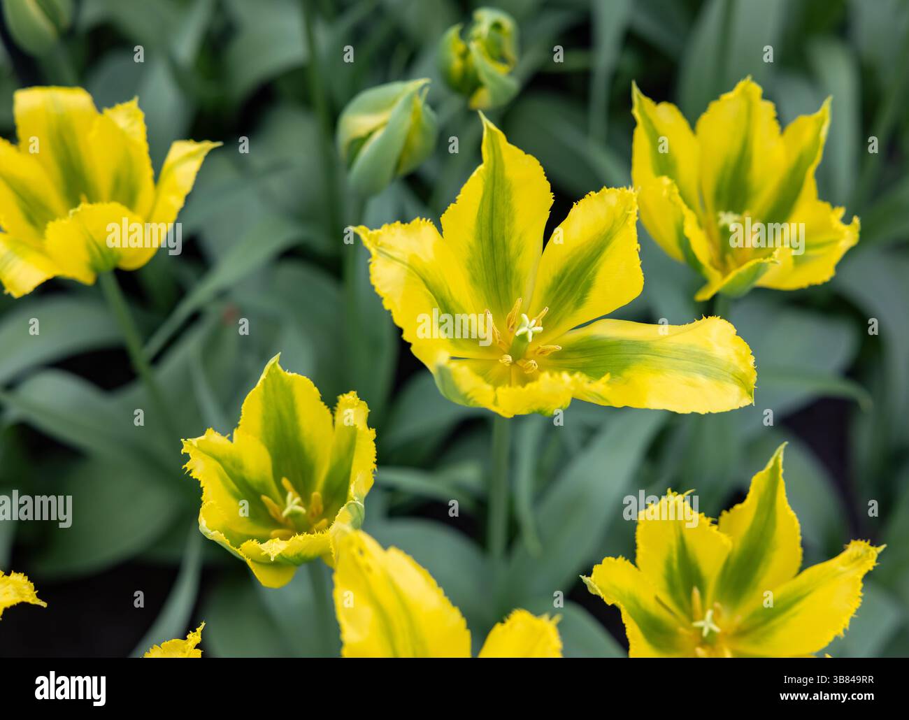 Tulips called Green Mile. Lily-flowered group. Tulips are divided into ...