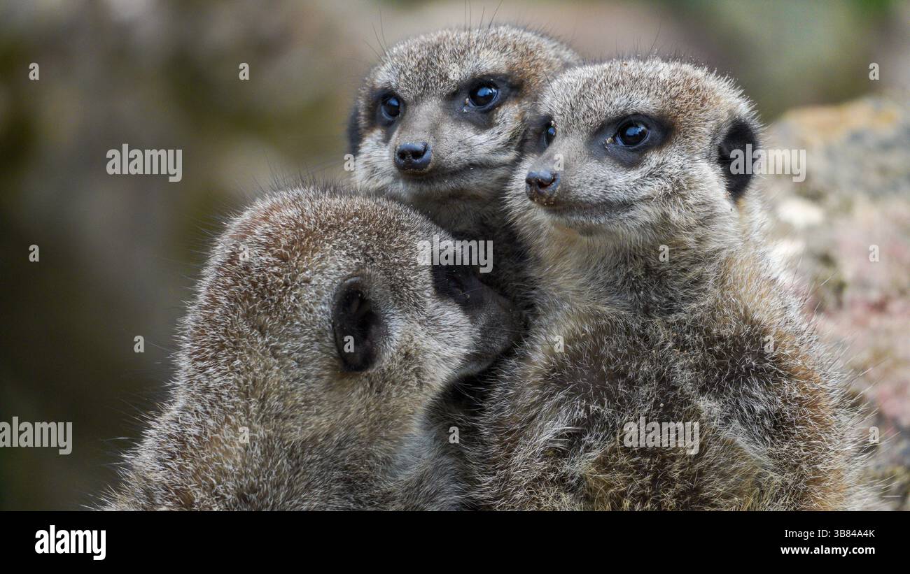 Meerkats standing on hind legs in a watchful pose, demonstrating their ...