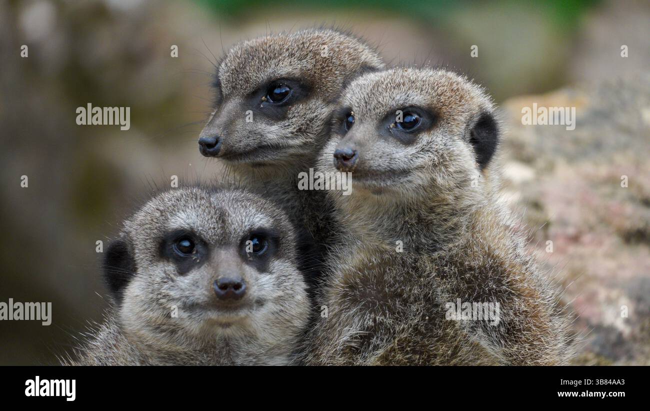 Meerkats standing on hind legs in a watchful pose, demonstrating their ...