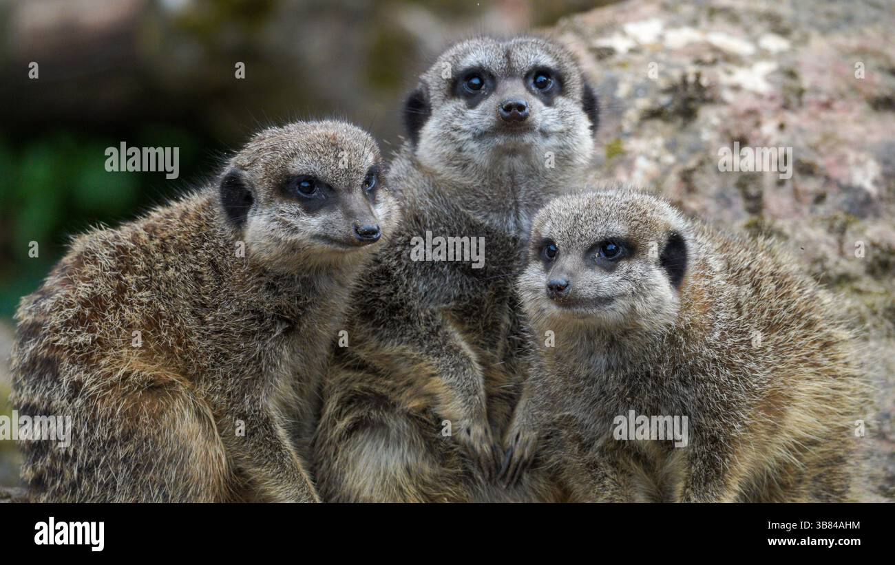 Meerkats standing on hind legs in a watchful pose, demonstrating their ...