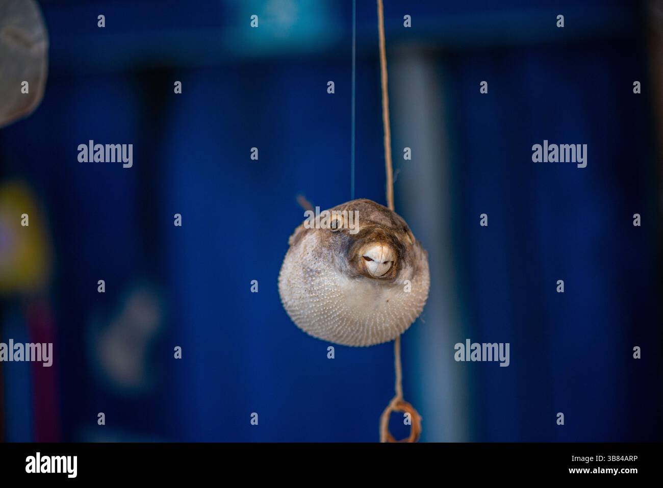 A vibrant and captivating image of an ornamental pufferfish, showcasing ...