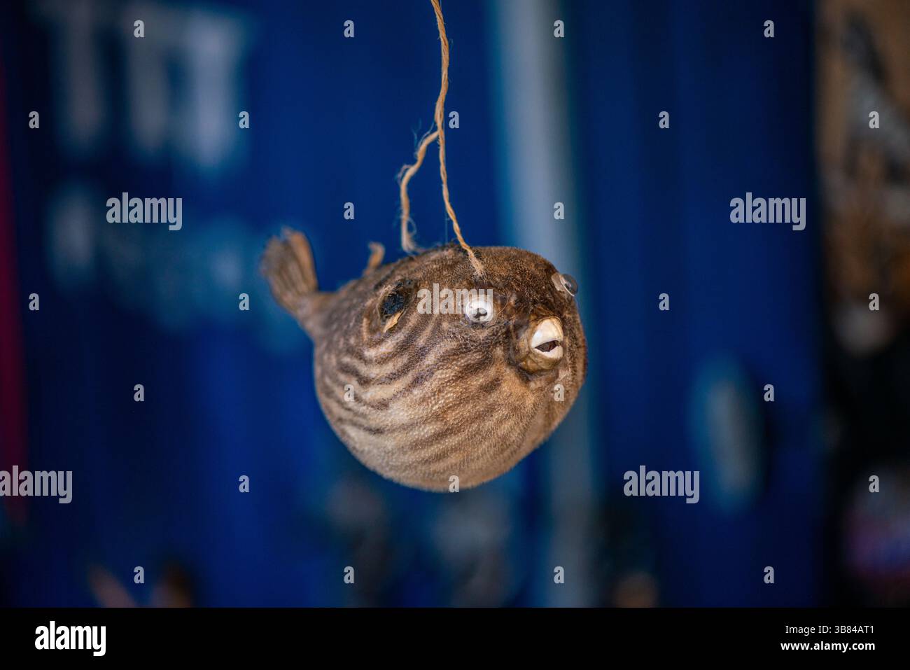 A vibrant and captivating image of an ornamental pufferfish, showcasing ...
