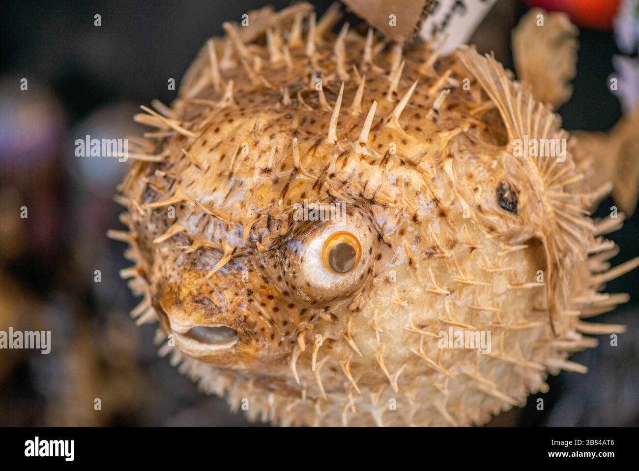 A vibrant and captivating image of an ornamental pufferfish, showcasing ...