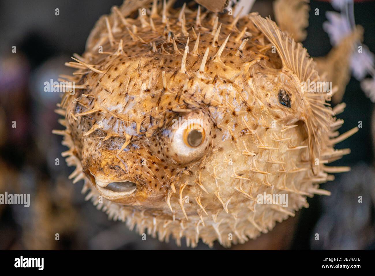 A vibrant and captivating image of an ornamental pufferfish, showcasing ...