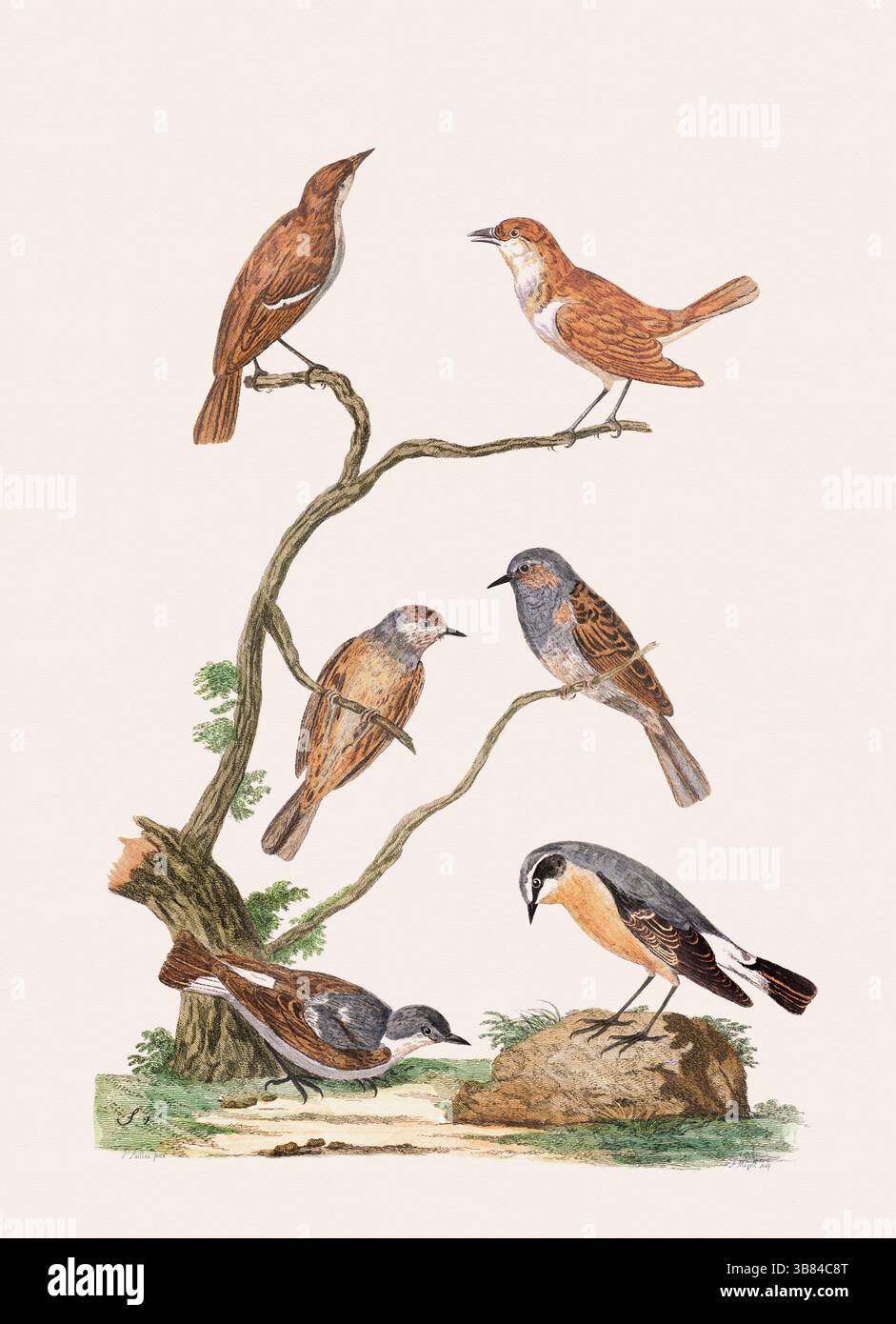 Antique bird illustration. Hand-colored engraving from an 18th-century ...