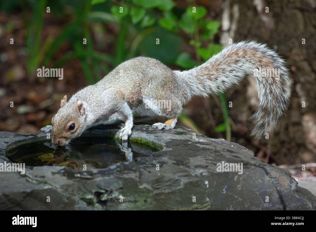 UK weather, 7 May 2025: A grey squirrel drinks water from a slate ...