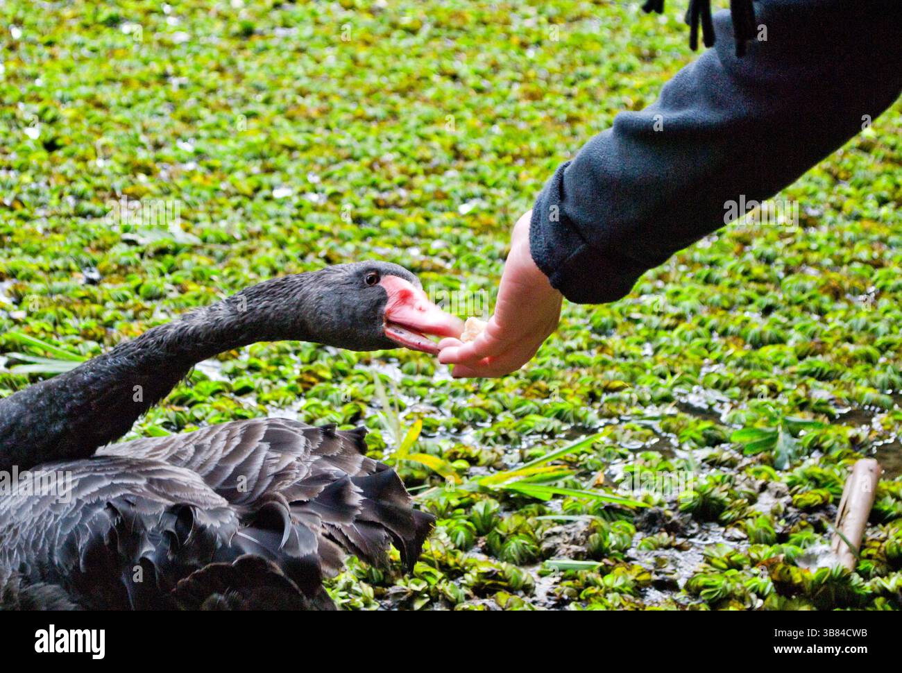 Person feeding bird hi-res stock photography and images - Alamy