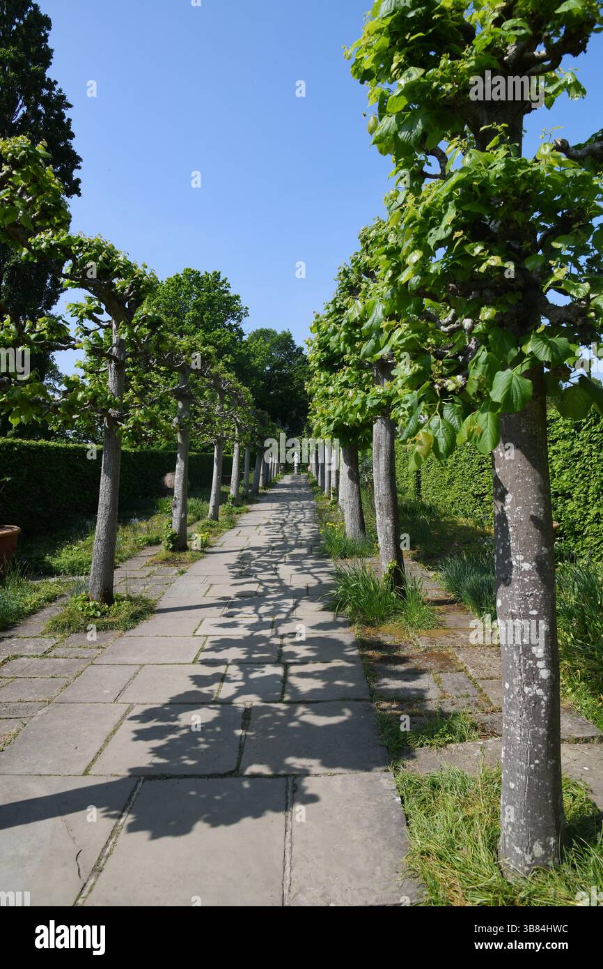 Avenue of lime trees Stock Photo - Alamy