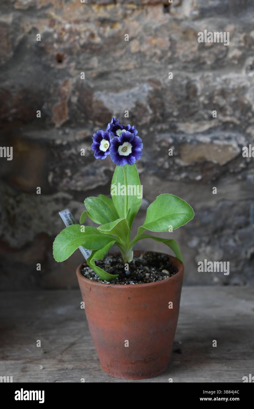 Primrose in terracotta pot Stock Photo - Alamy