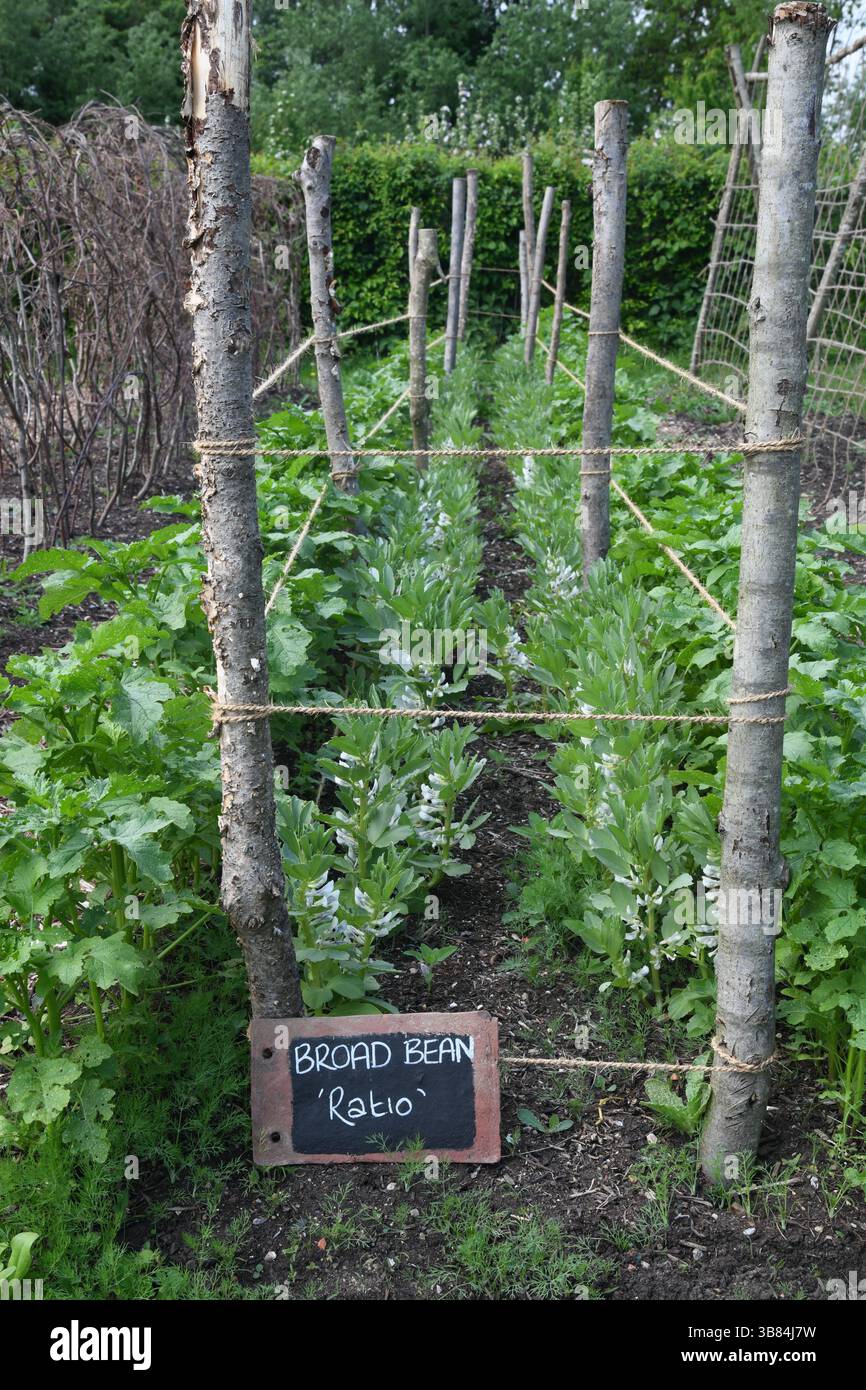 Broad bean Ratio Stock Photo - Alamy