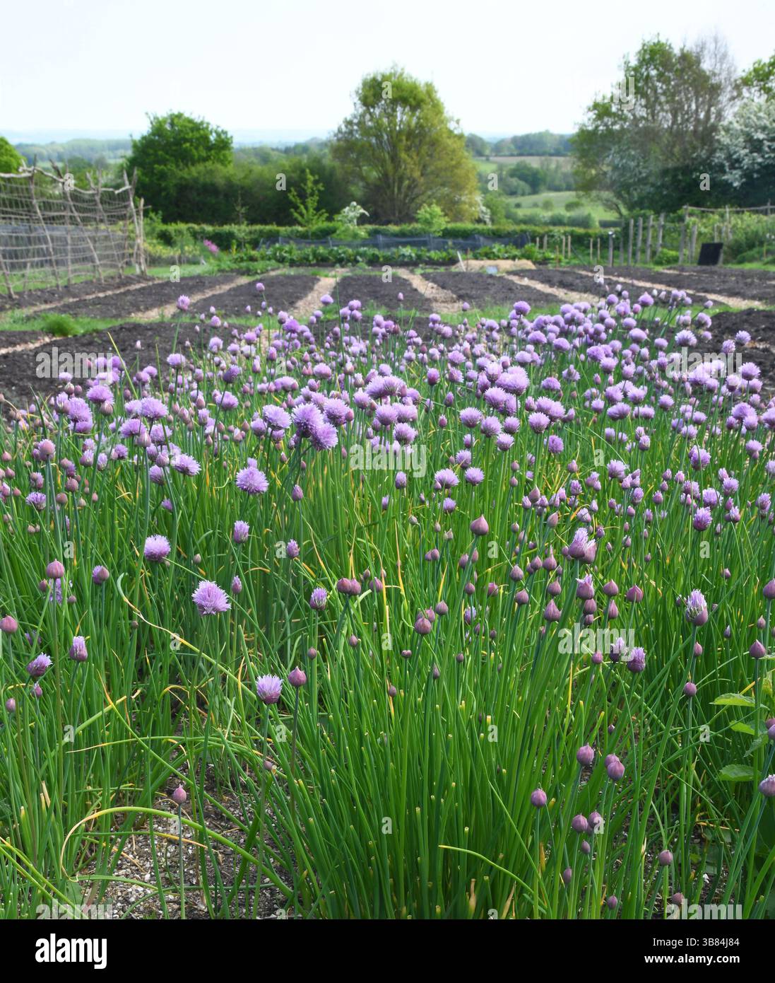 Using chives hi-res stock photography and images - Alamy