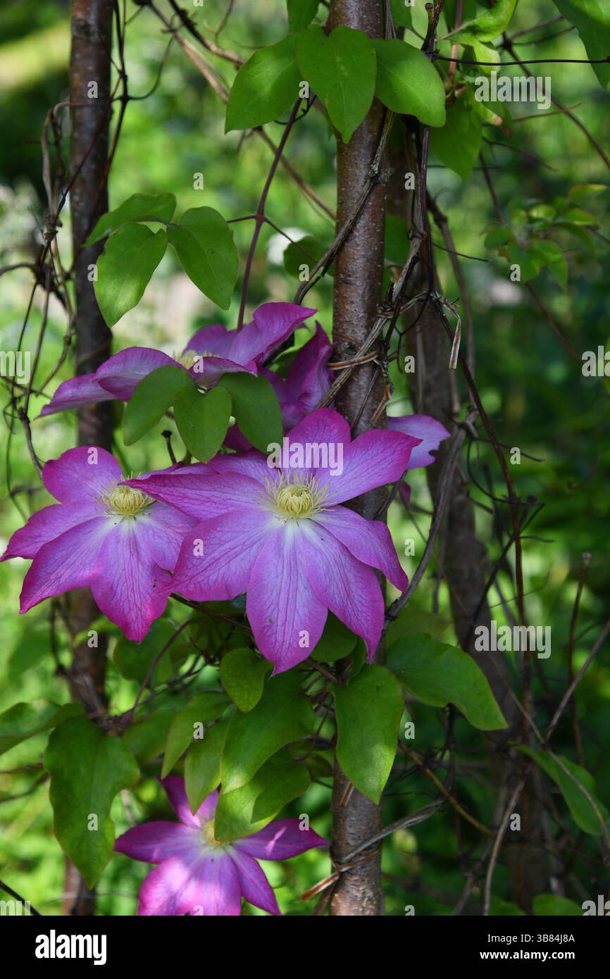 Provides height and colour hi-res stock photography and images - Alamy