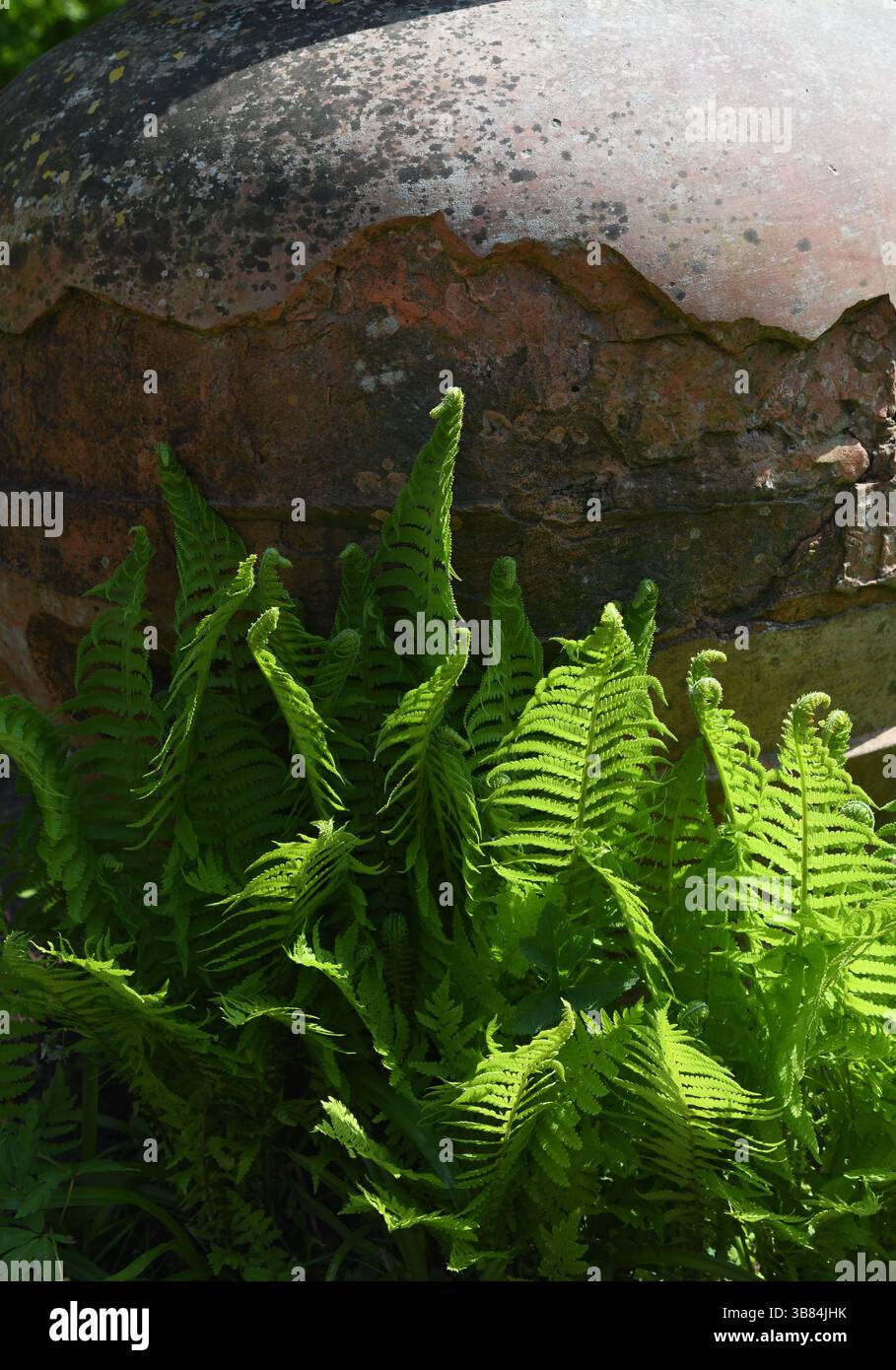 Patch of ferns hi-res stock photography and images - Alamy