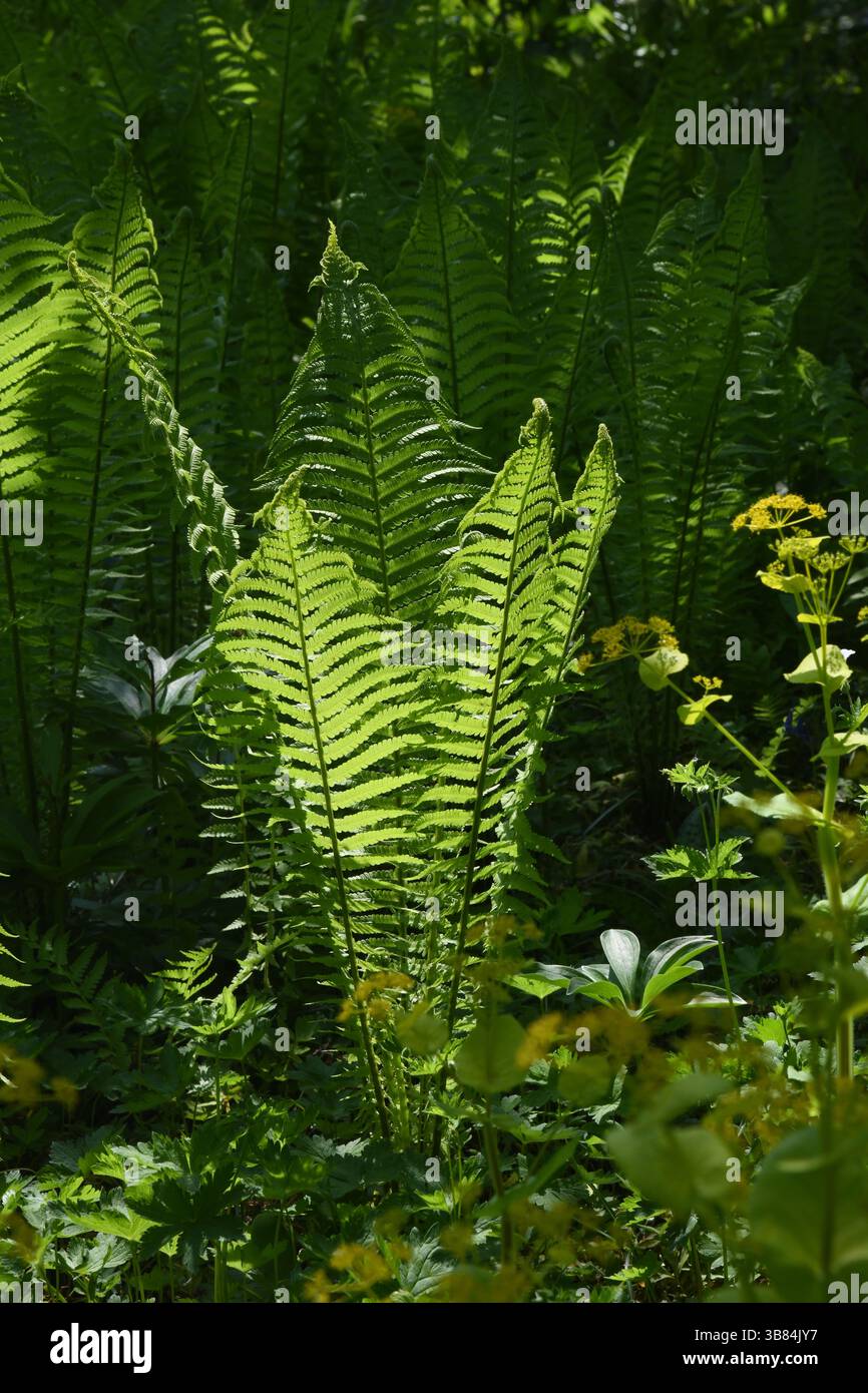 Sun on ferns hi-res stock photography and images - Alamy