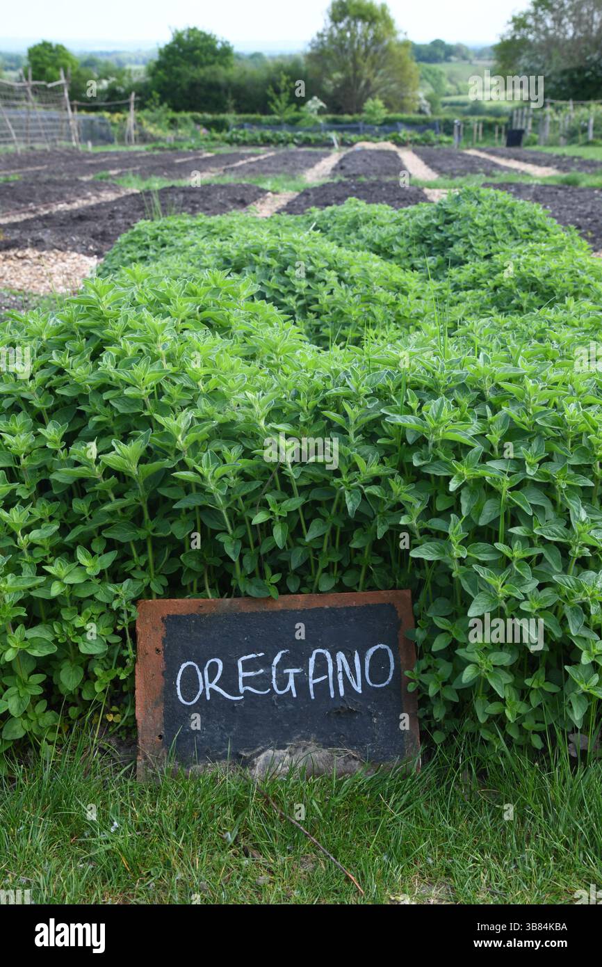 Using oregano hi-res stock photography and images - Alamy