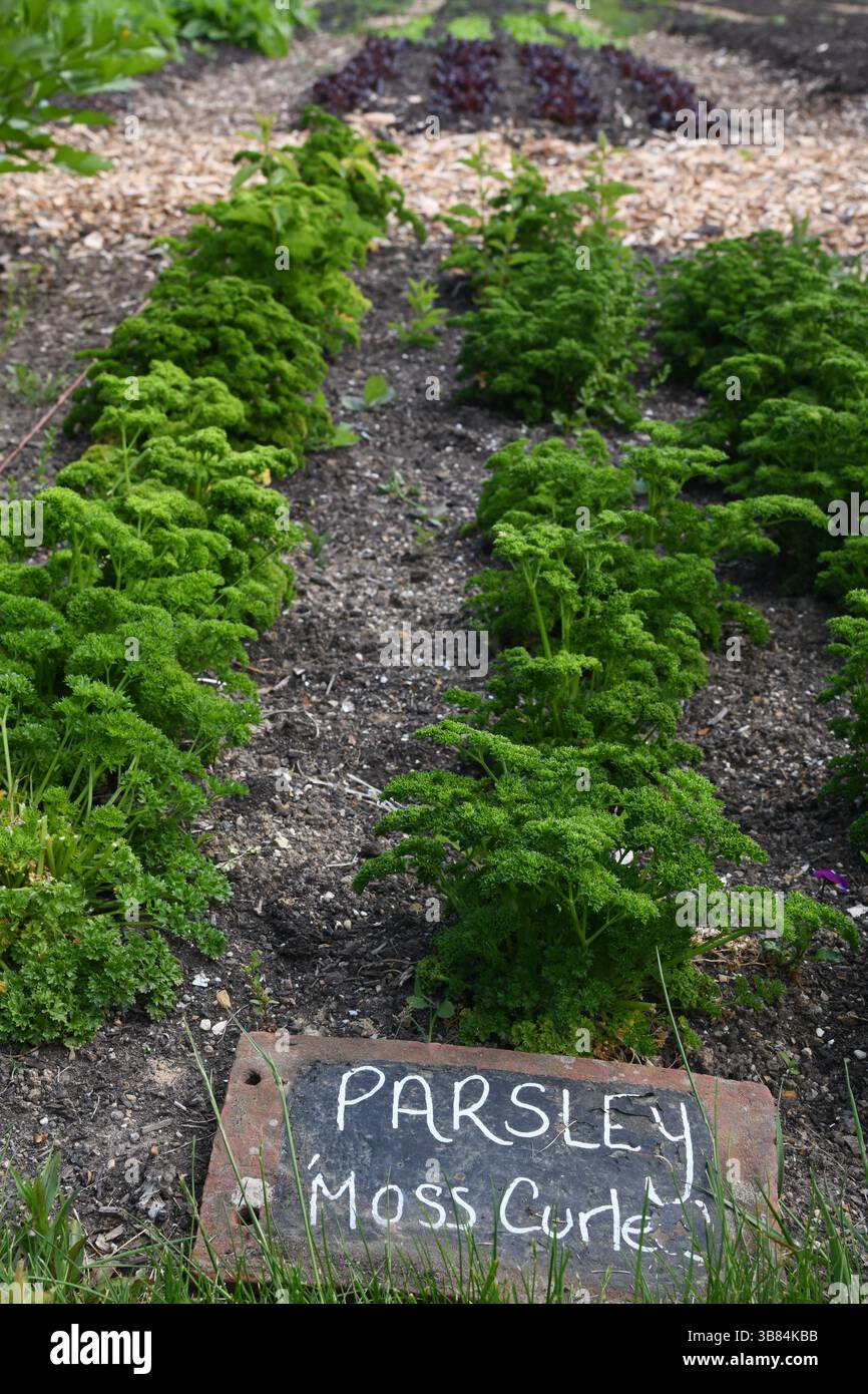Using parsley hi-res stock photography and images - Alamy