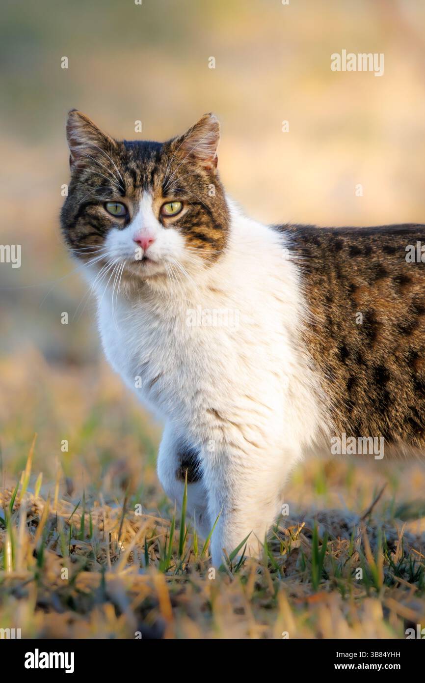 A close-up of a cat standing on grass, with a white chest, paws, and a ...