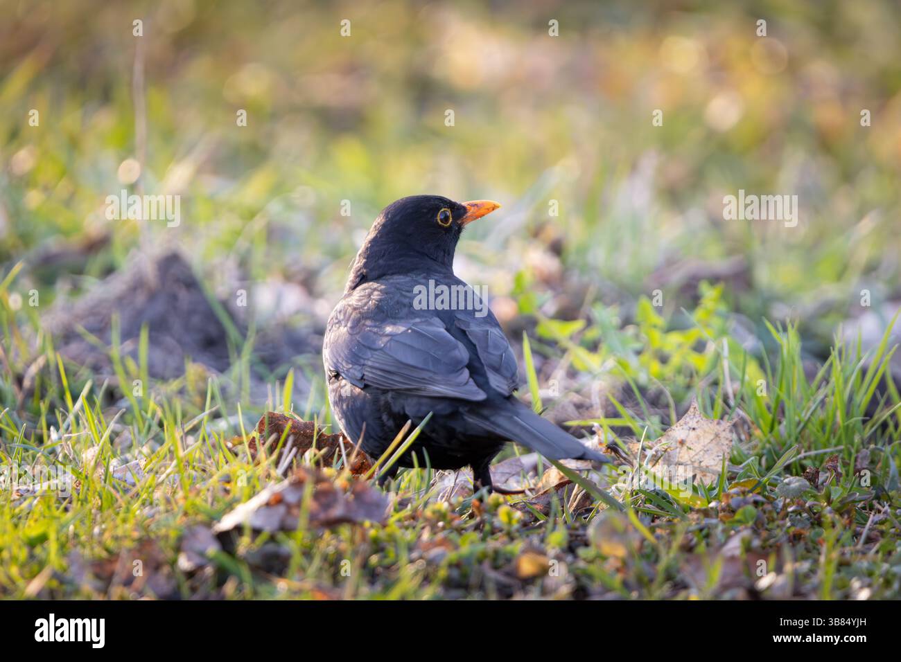 Fallen leaves on grass tracking hi-res stock photography and images - Alamy