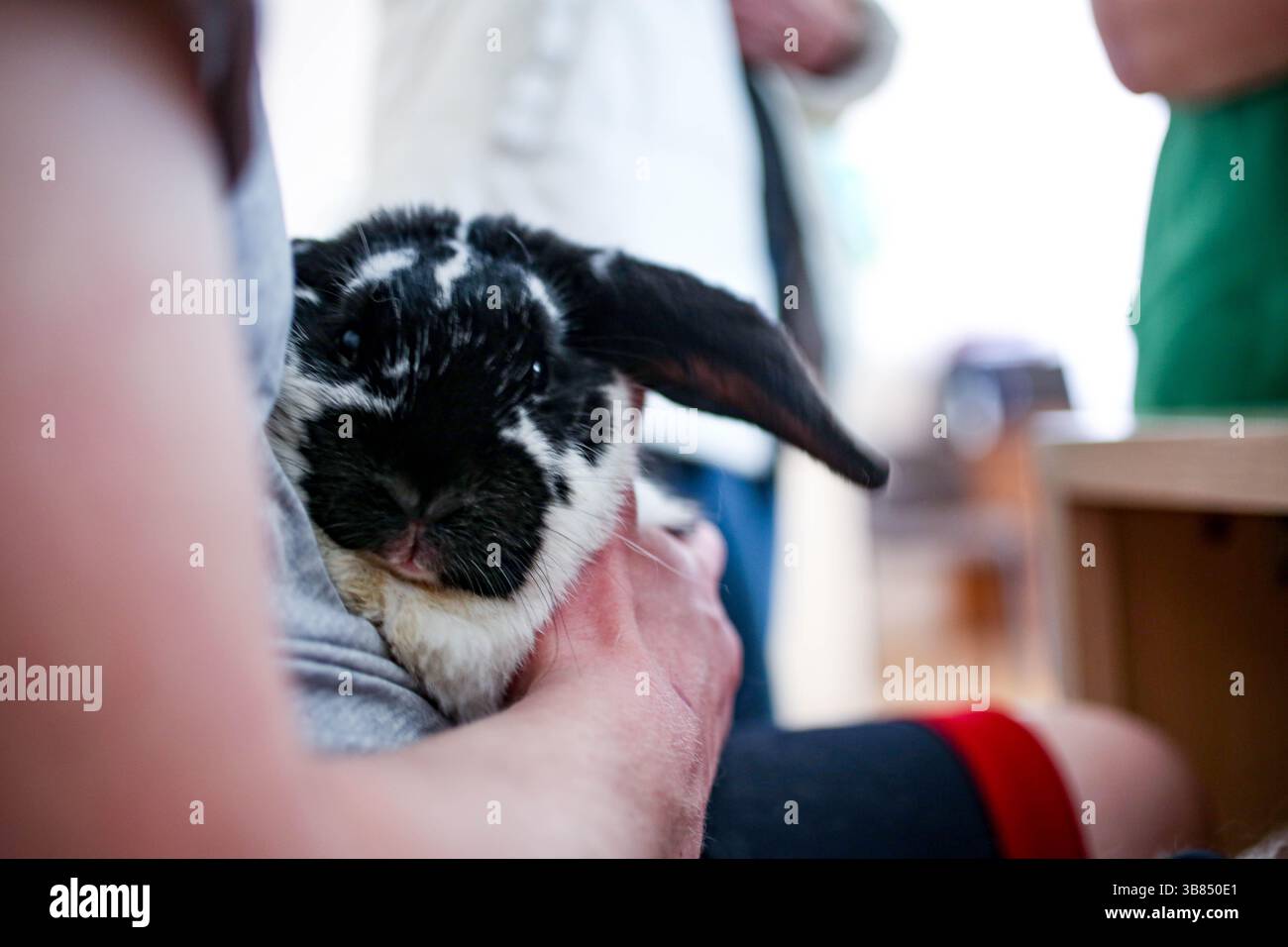 Injured rabbit hi-res stock photography and images - Alamy