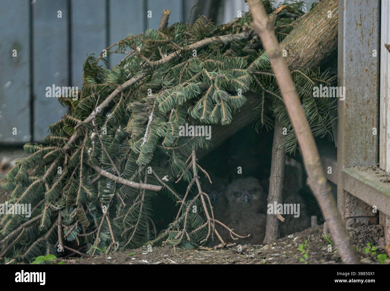 May 29, 2024, Kyiv, Ukraine, Ukraine: Eurasian Owl Owlets hide under a ...