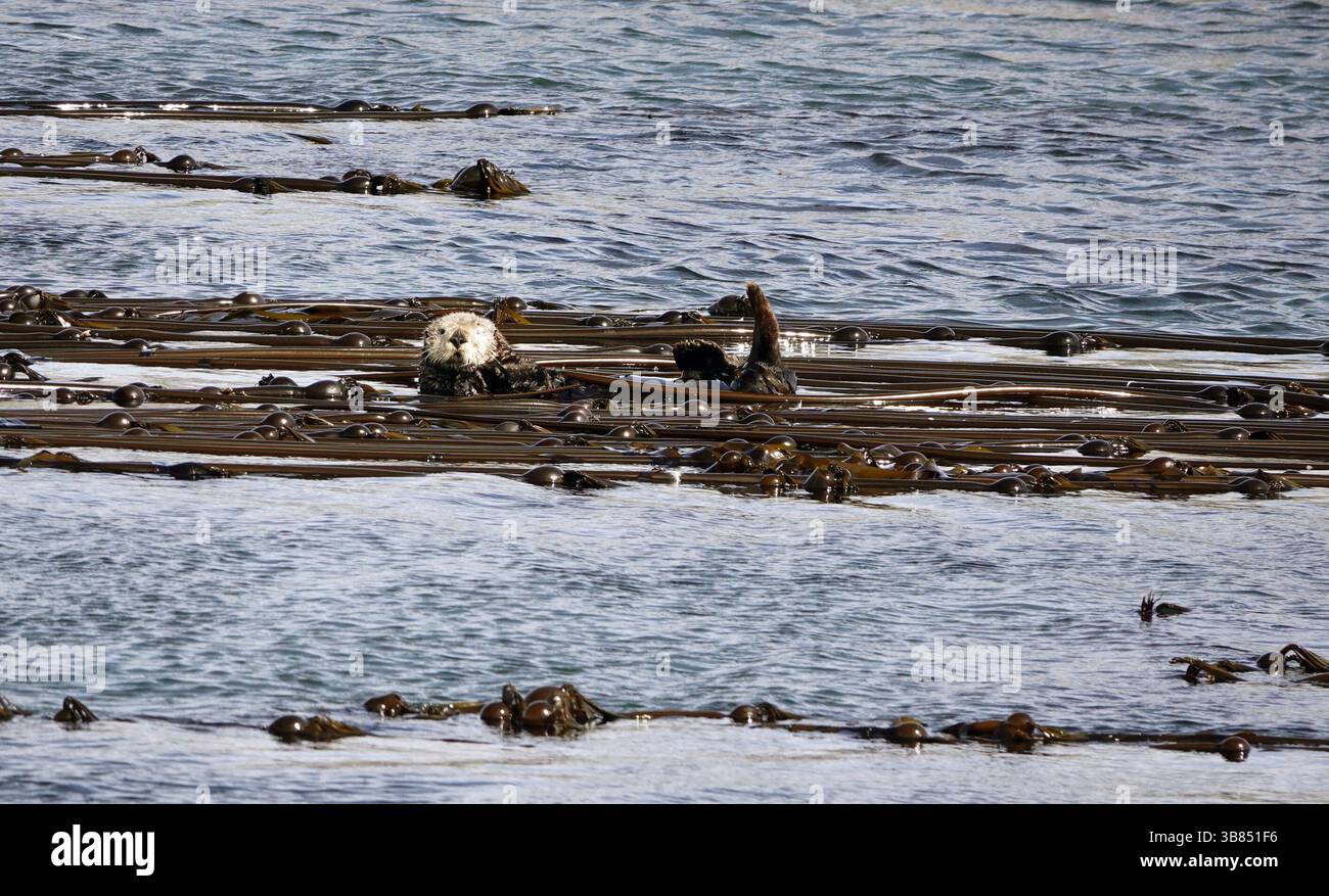 June 21, 2024, Salish Sea, Washington, USA: The Salish Sea is one of ...