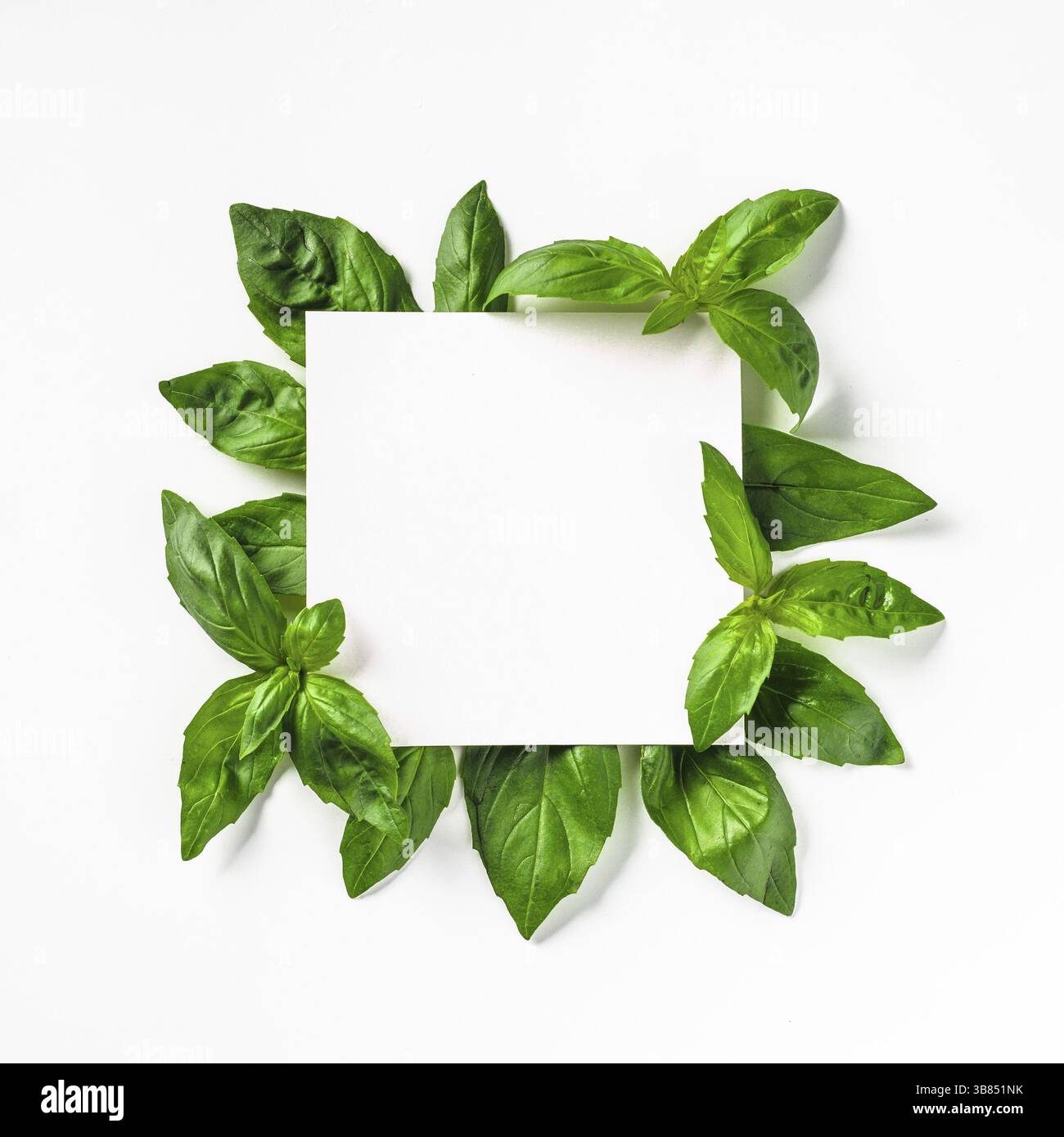 Creative layout made with green basil leaves. White paper square on ...