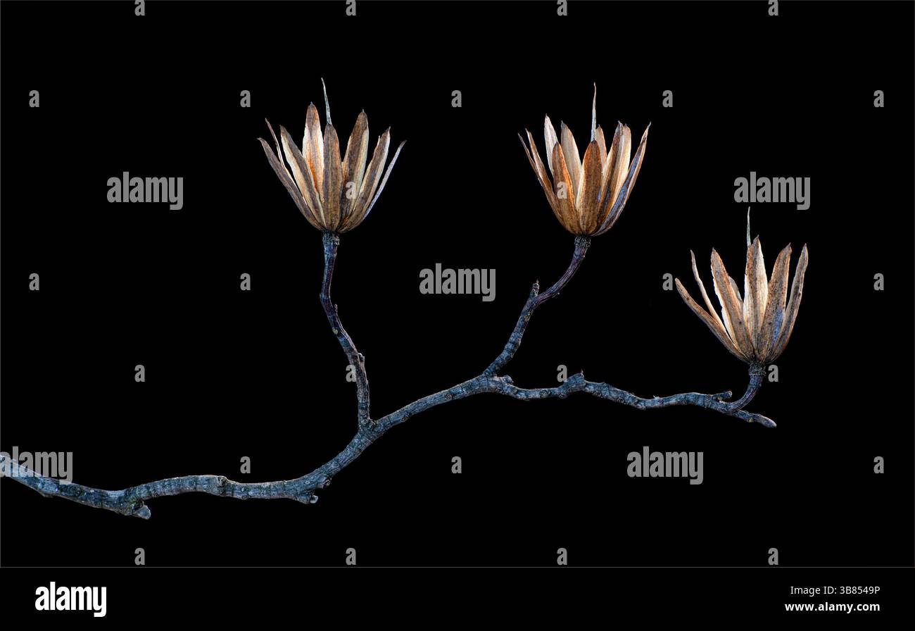 Branch from a tulip tree (Liriodendron tulipifera) in late winter with ...