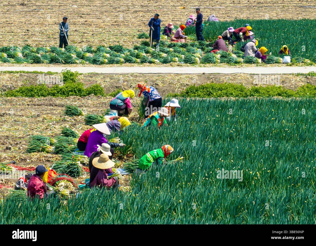 Workers harvest chives in a family farm in Gaoyou in east China's ...