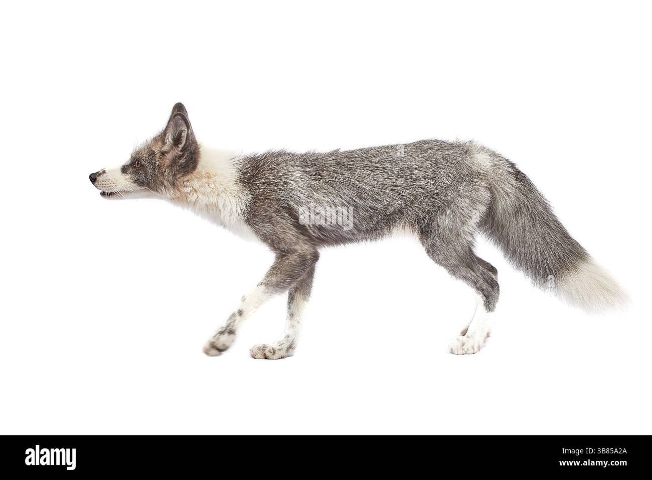 Silver tamed fox isolated on white background Stock Photo - Alamy