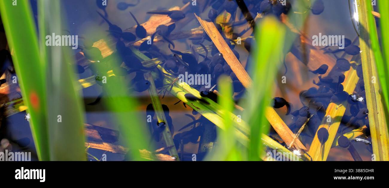 Tadpoles, Cosmeston lakes and country park. Taken may 202525 Stock ...