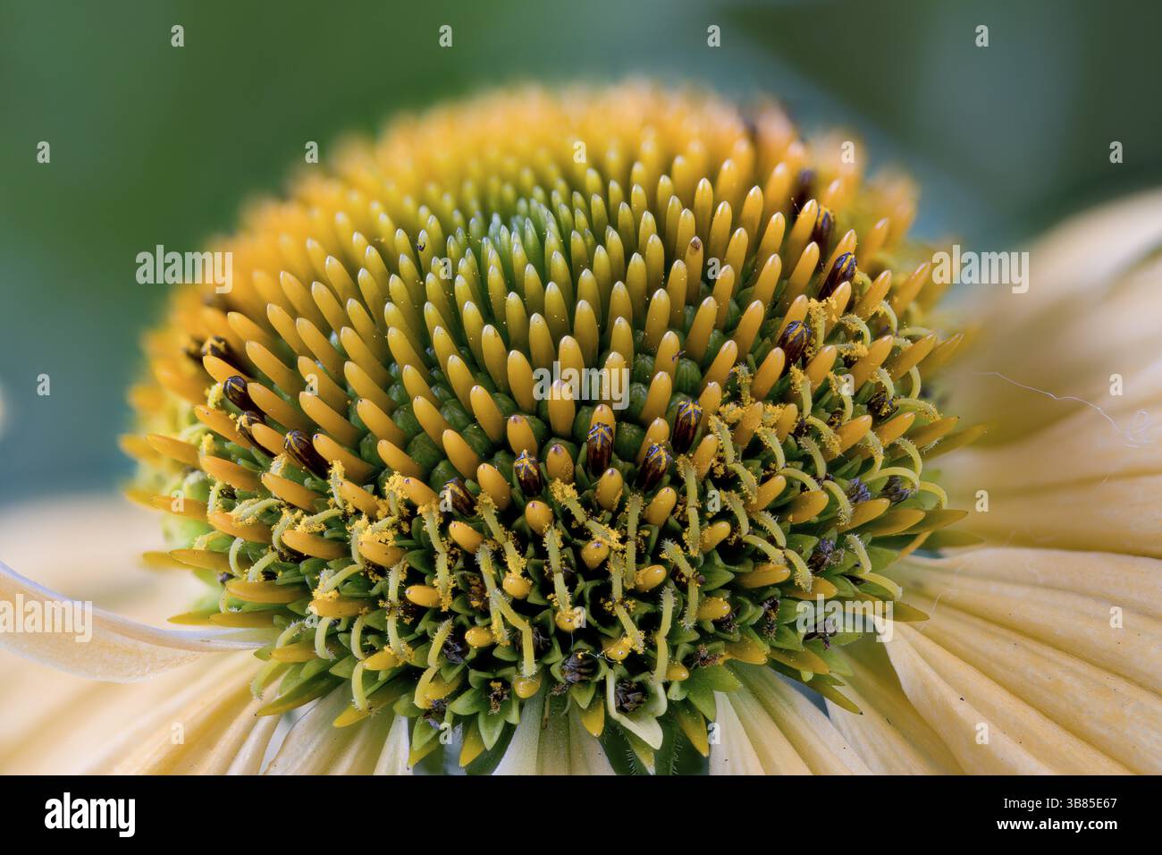 Echinacea purpurea, sunflower family, yellow strain, centre of the ...