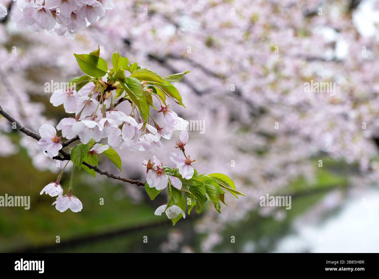 Cherry blossom tree close hi-res stock photography and images - Alamy