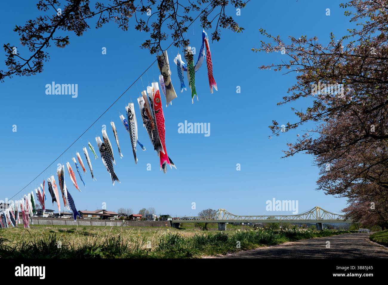 Koinobori (Japanese carp streamer) under the blue sky. Japanese child's ...