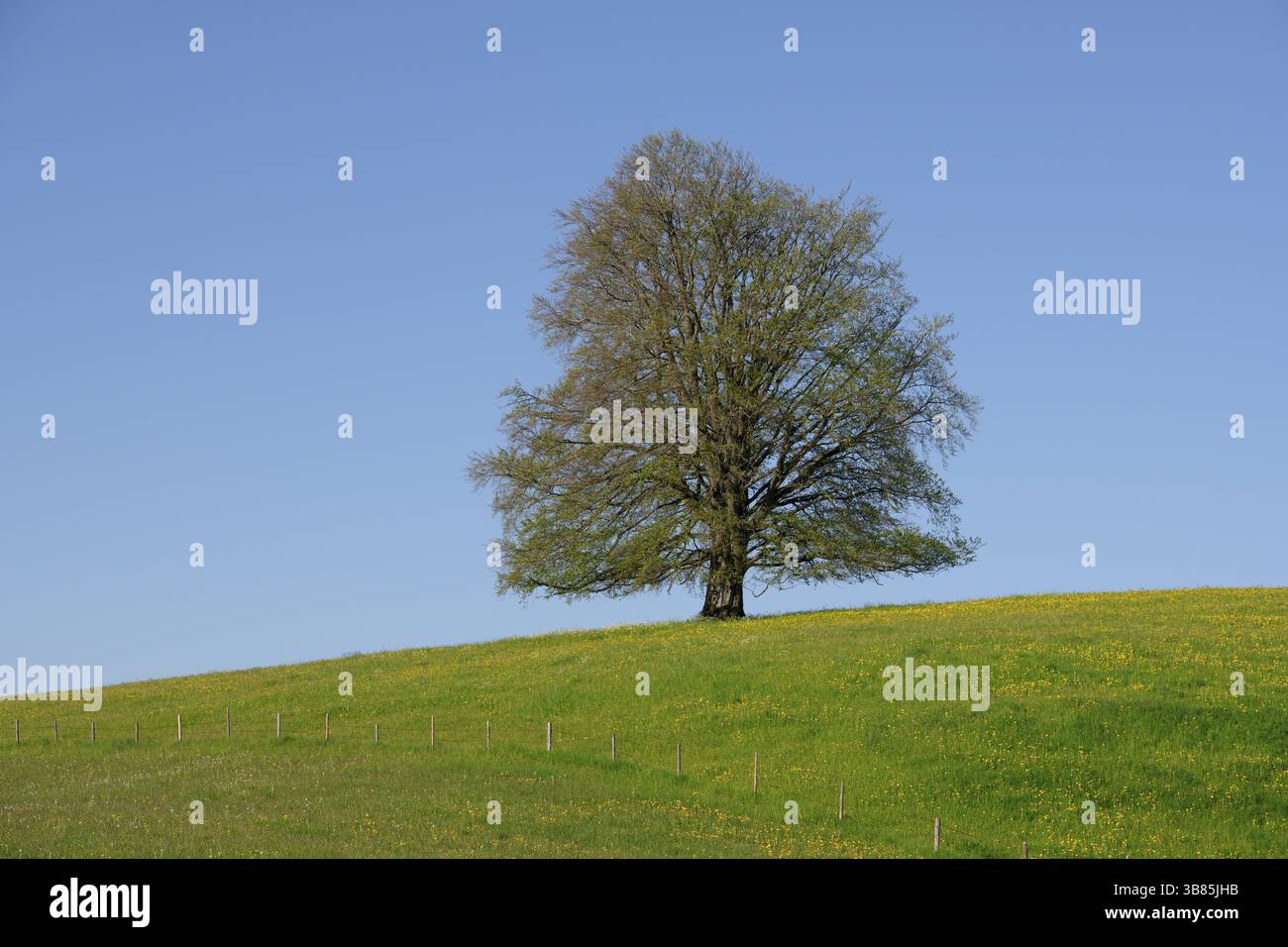 A single tree stands on a flowering hill under a clear blue sky without ...