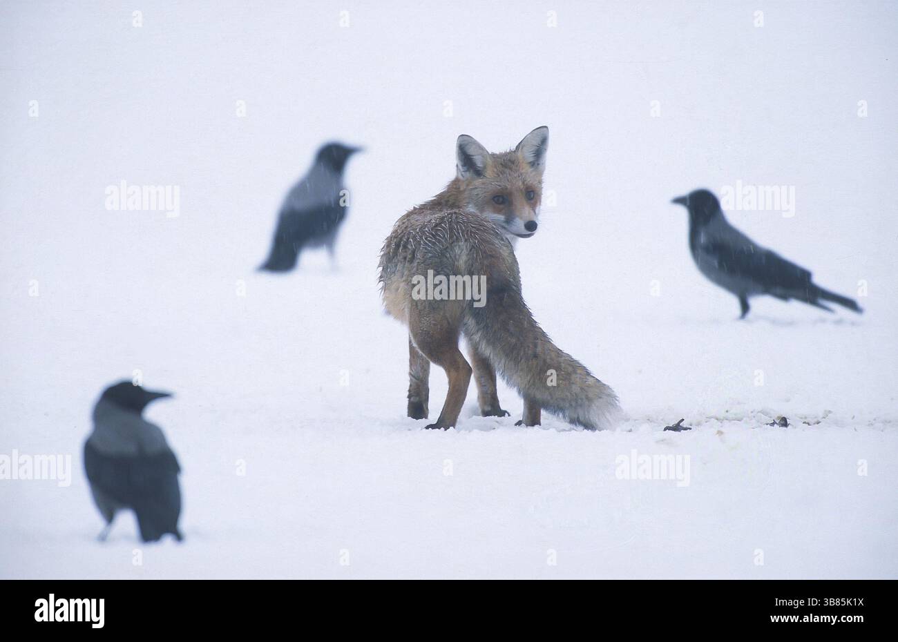 Red fox (Vulpes vulpes) at Luderplatz on the snow cover of a frozen ...